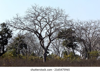 1.441 imagens de Tree without leaves with roots Imagens, fotos stock e ...