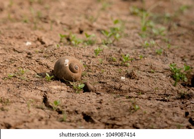 Old Empty Snail Shell On Dirty Stock Photo 1049087414 | Shutterstock
