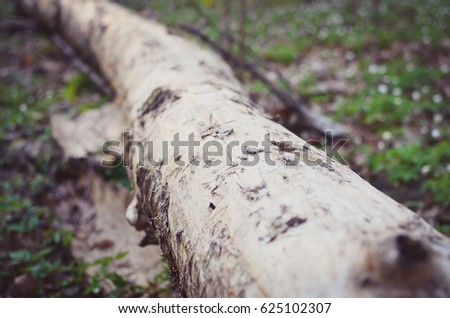 Old Fallen Tree Log Forest Background Stock Photo (Edit Now) 625102307 ...