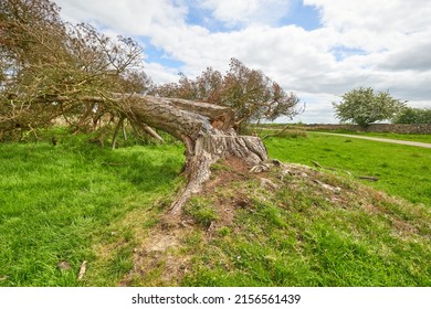 47,713 Old fallen trees Images, Stock Photos & Vectors | Shutterstock