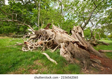 47,713 Old fallen trees Images, Stock Photos & Vectors | Shutterstock