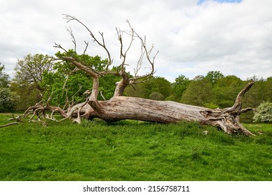 47,713 Old fallen trees Images, Stock Photos & Vectors | Shutterstock