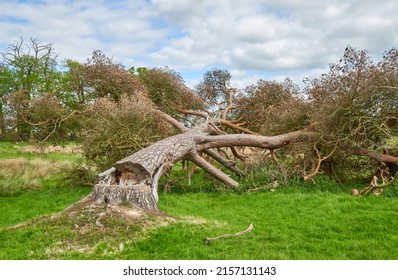 47,713 Old fallen trees Images, Stock Photos & Vectors | Shutterstock