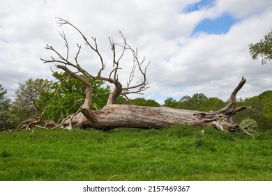 47,713 Old fallen trees Images, Stock Photos & Vectors | Shutterstock