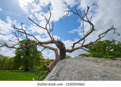 47,713 Old fallen trees Images, Stock Photos & Vectors | Shutterstock
