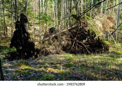 1,549 Tree stomp Images, Stock Photos & Vectors | Shutterstock