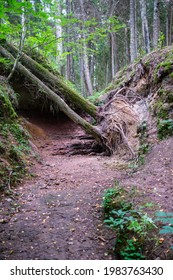 1,549 Tree stomp Images, Stock Photos & Vectors | Shutterstock