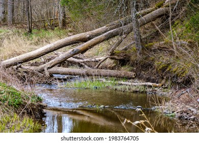 1,549 Tree stomp Images, Stock Photos & Vectors | Shutterstock
