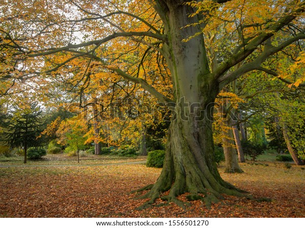 Old Gnarled Twisted Beech Tree Shows Stock Photo 1556501270 | Shutterstock