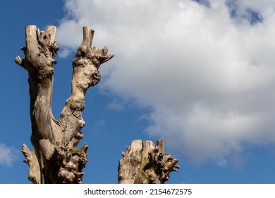 Old Gnarly Oak Tree Without Bark Stock Photo 2154672575 | Shutterstock