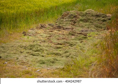 420,013 Old grass field Images, Stock Photos & Vectors | Shutterstock