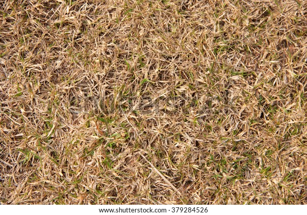 Old Grass Texture Grass Background Stock Photo 379284526 | Shutterstock