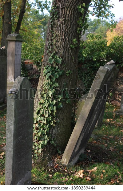 Old Graveyard Moss Trees Stock Photo 1850239444 | Shutterstock