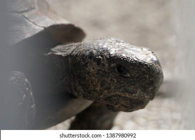 231 Mad Turtle Images, Stock Photos & Vectors | Shutterstock