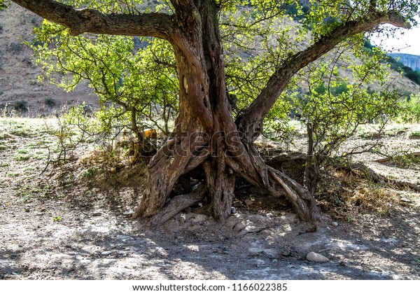Old Knotty Tree Trunk Stock Photo (Edit Now) 1166022385