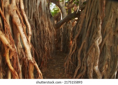 3,312 Narrow tree trunks Images, Stock Photos & Vectors | Shutterstock