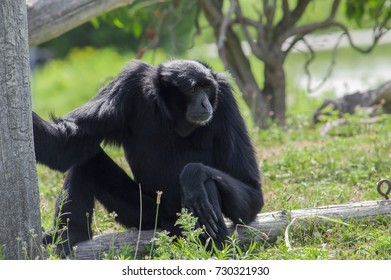 Black Panther Melanistic Colour Variant Leopard Stock Photo (Edit Now ...