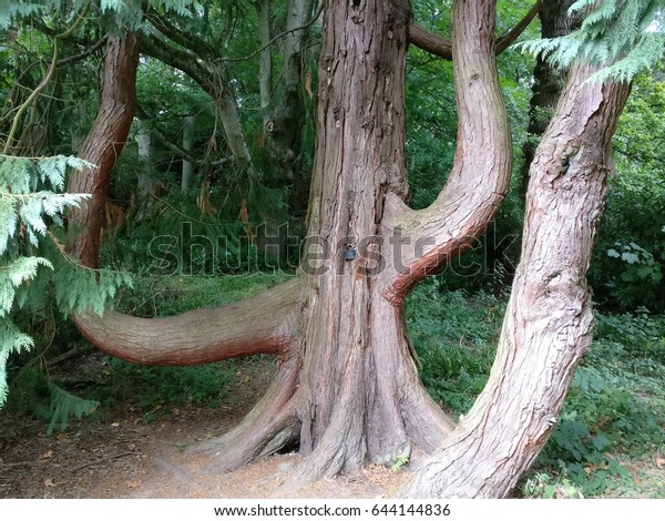 Old Odd Shaped Tree Stock Photo 644144836 | Shutterstock