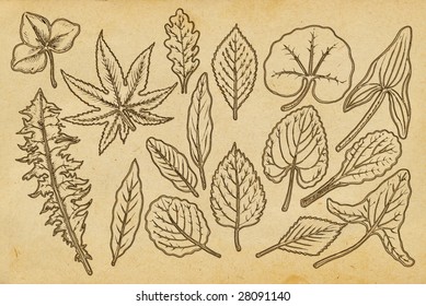 Old Paper Leaf Stock Photo 28091140 | Shutterstock