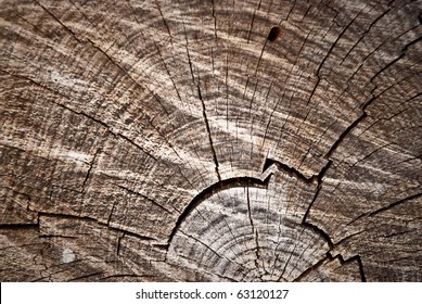 Old Pine Tree Cut Texture Stock Photo 63120127 | Shutterstock