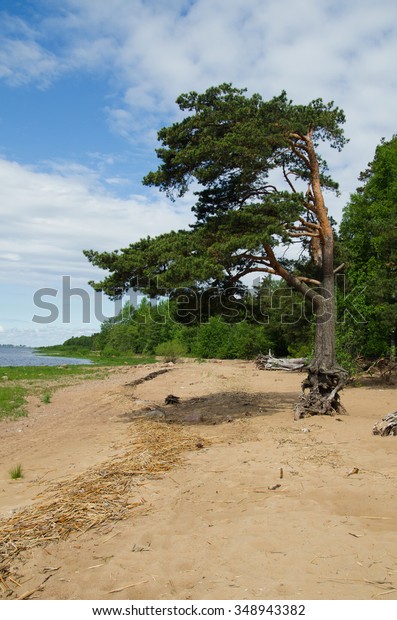 Old Pine Tree On Beach Stockfoto 348943382 | Shutterstock