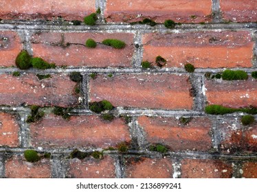 6,712 Green algae wall Stock Photos, Images & Photography | Shutterstock