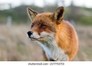 742 Fox Side Face Images, Stock Photos & Vectors | Shutterstock