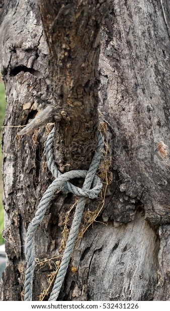 Old Rope Tree Stock Photo (Edit Now) 532431226