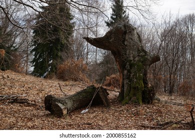10,568 Rotten stump Images, Stock Photos & Vectors | Shutterstock