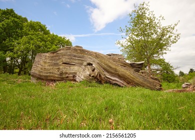 Old Rotten Tree Trunk Example Stock Photo 2156561205 | Shutterstock