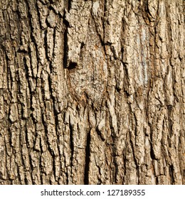 Old Rough Tree Bark Background Texture Stock Photo 127189355 | Shutterstock