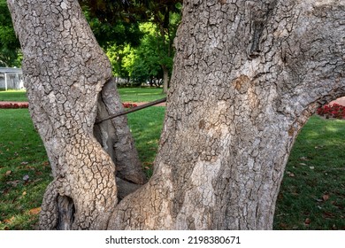 Old Split Tree Held Together Metal Stock Photo 2198380671 | Shutterstock