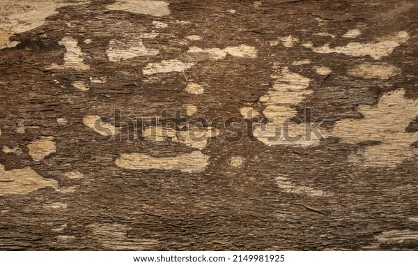 Old Teak Tree Bark Texture Stock Photo 2149981925 | Shutterstock