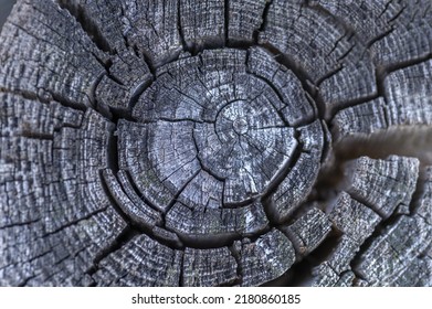 116,221 Timber circle Images, Stock Photos & Vectors | Shutterstock