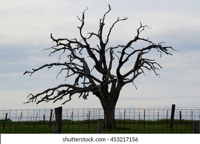 224 Stoic tree Images, Stock Photos & Vectors | Shutterstock