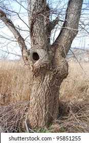 3,968 Trees with knots and holes Images, Stock Photos & Vectors ...
