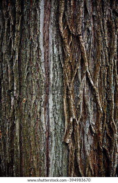 Old Tree Bark Stock Photo 394983670 | Shutterstock