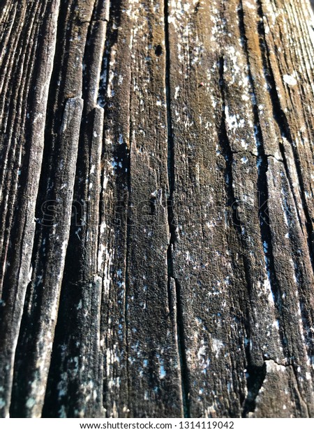 Old Tree Bark Deep Vertical Fissures Stock Photo 1314119042 | Shutterstock