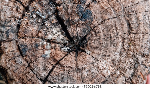 Old Tree Cross Section Stock Photo 530296798 | Shutterstock