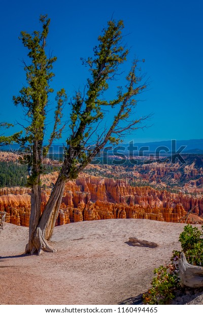 Old Tree Pinyon Pine Tree Located Stock Photo 1160494465 | Shutterstock