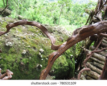 Monkey Ladder Lianas Bauhinia Sp Tropical Stock Photo 152653715 ...