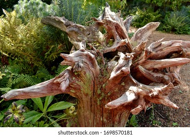 163 Upside down tree roots Images, Stock Photos & Vectors | Shutterstock
