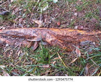 485 Awesome tree roots Images, Stock Photos & Vectors | Shutterstock