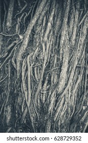 Old Tree Roots Background Texture Stock Photo 628729352 | Shutterstock