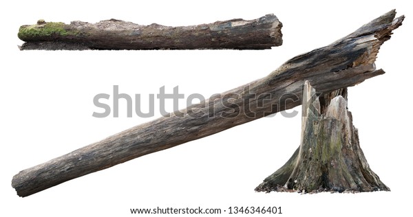 49,222 Fallen Tree Trunk Images, Stock Photos & Vectors | Shutterstock
