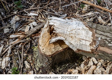Gnaw-marks Images, Stock Photos & Vectors | Shutterstock