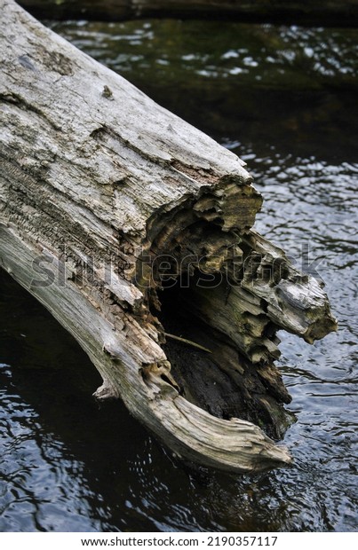 Old Weathered Log Floating Down River Stock Photo 2190357117 | Shutterstock