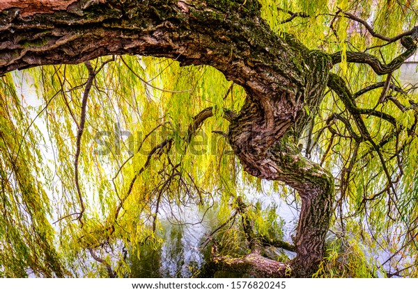 Old Weeping Willow River 스톡 사진 1576820245 | Shutterstock