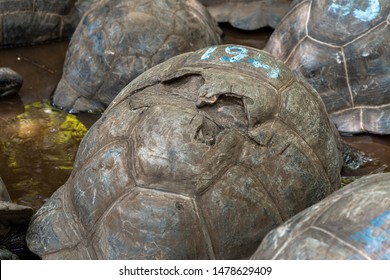 26 Endangered mangrove turtles 이미지, 스톡 사진 및 벡터 | Shutterstock