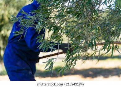 4,109 Olive worker Images, Stock Photos & Vectors | Shutterstock